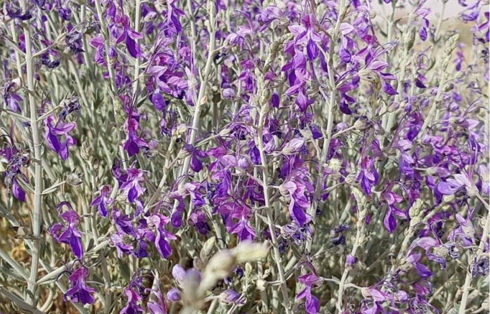 عهينة 20 بذرة تقريبا Teucrium oliverianum Ging | بذور صحارينا