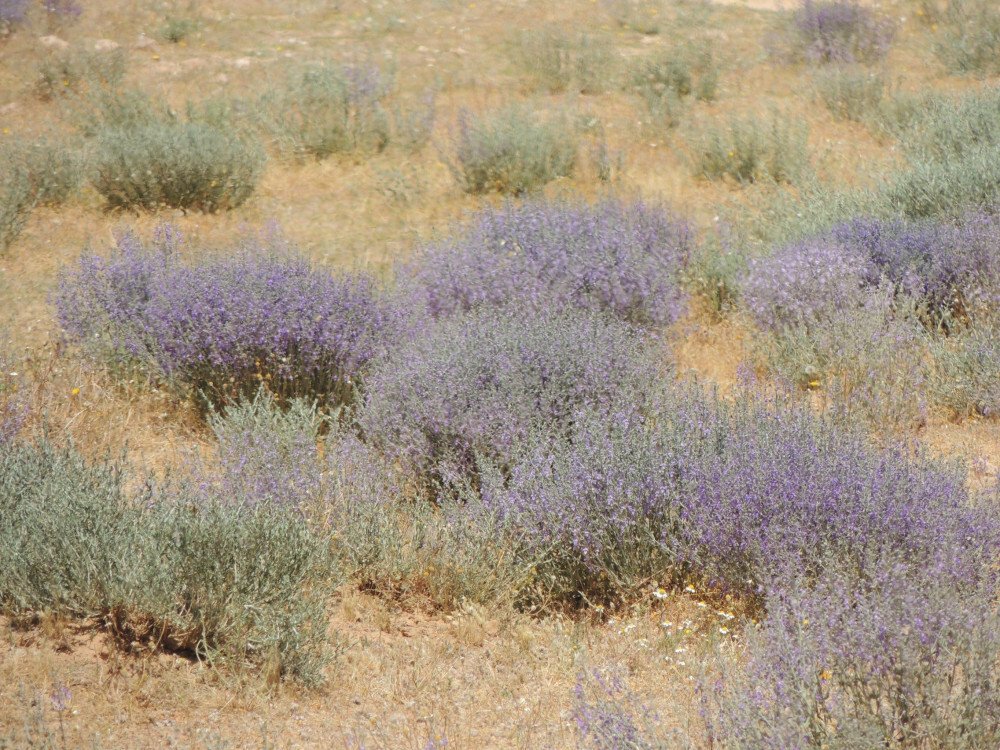 عهينة 20 بذرة تقريبا Teucrium oliverianum Ging | بذور صحارينا