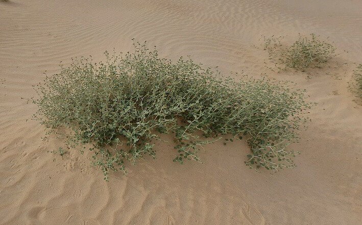 كري 50 بذرة Heliotropium digynum | بذور صحارينا